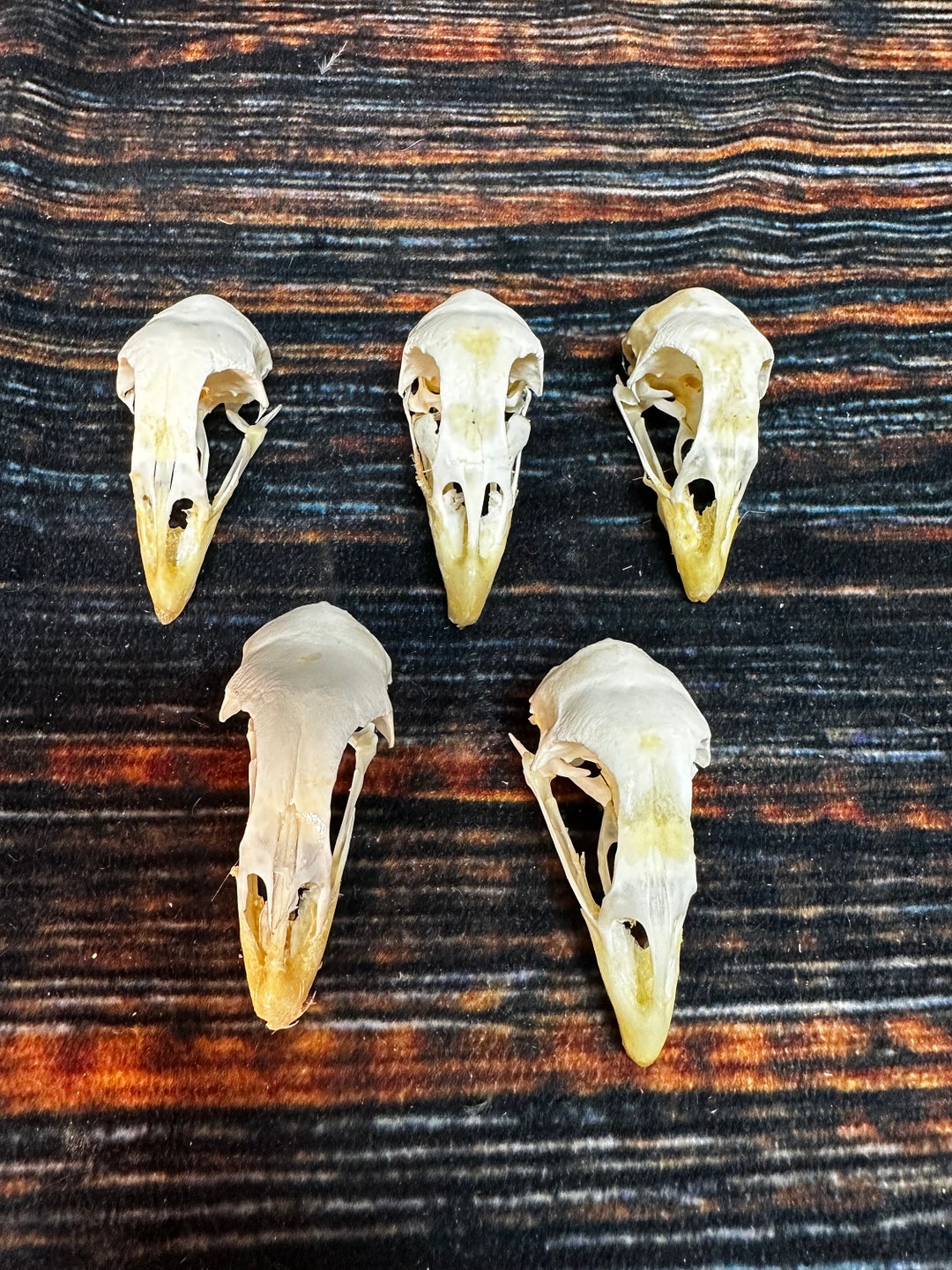5 Real Chicken Skulls Animal Mount Bone Fowl Halloween Decoration ...