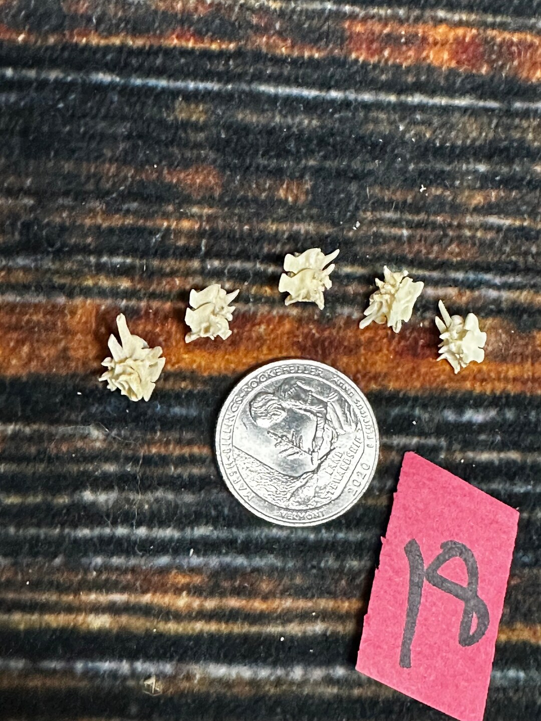 5 Real Fuzed Rattlesnake Vertebrae Bone Gothic Voodoo Witchcraft Craft ...