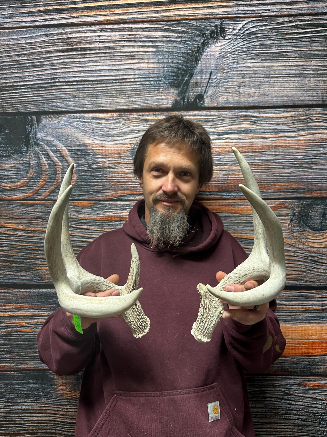 Wild 8 Point Whitetail Deer Cut off Antler Rattling Horn Unique ...