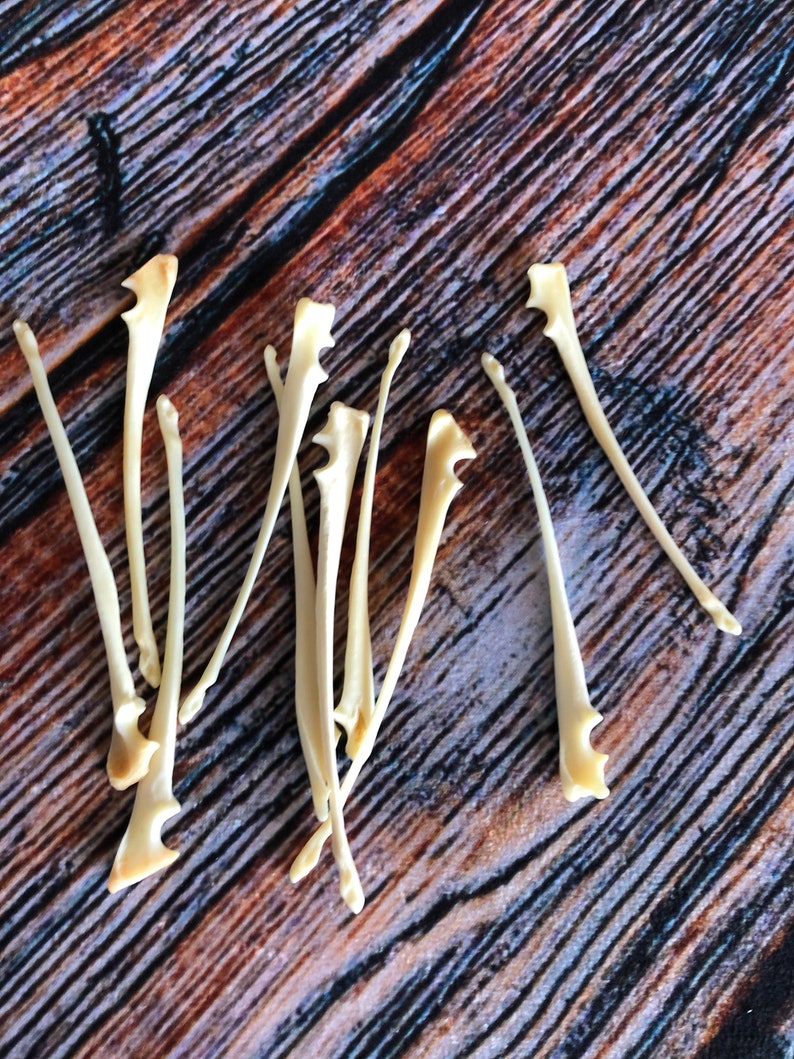 10 Real Red Fox Leg Bones Art Craft Supply Jewelry Earring - Etsy