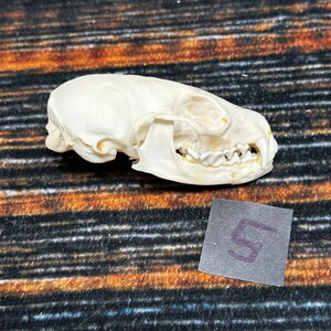 Real Pine Marten Skull Bone Animal Mount Odd Unique Christmas Gift ...