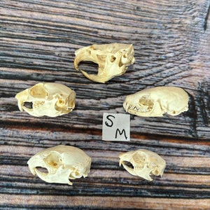 5 Real Animal Skulls Gopher Muskrat Squirrel Educational Model Garden ...