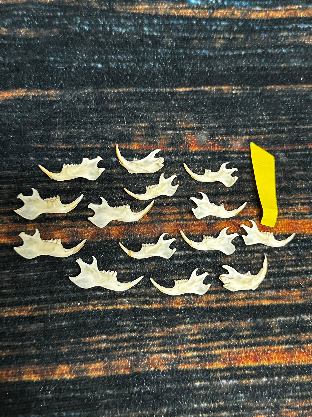 14 Real Gopher Jaws KNIFE Handle Craft Art Supply Mountain Man Bone ...