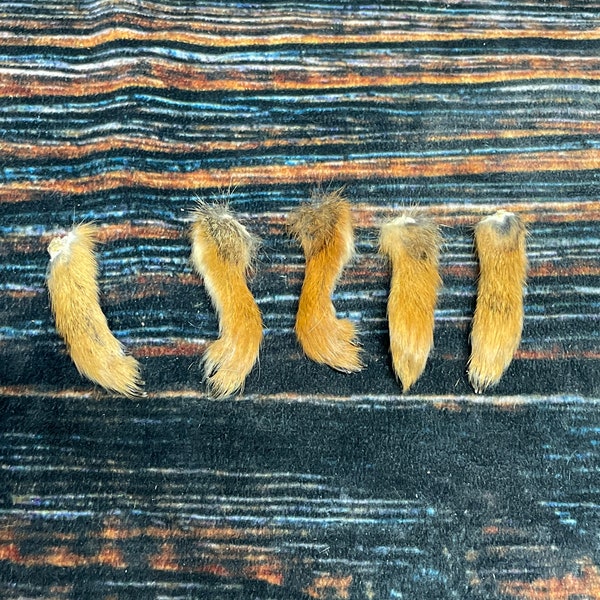Squirrel Feet - Etsy