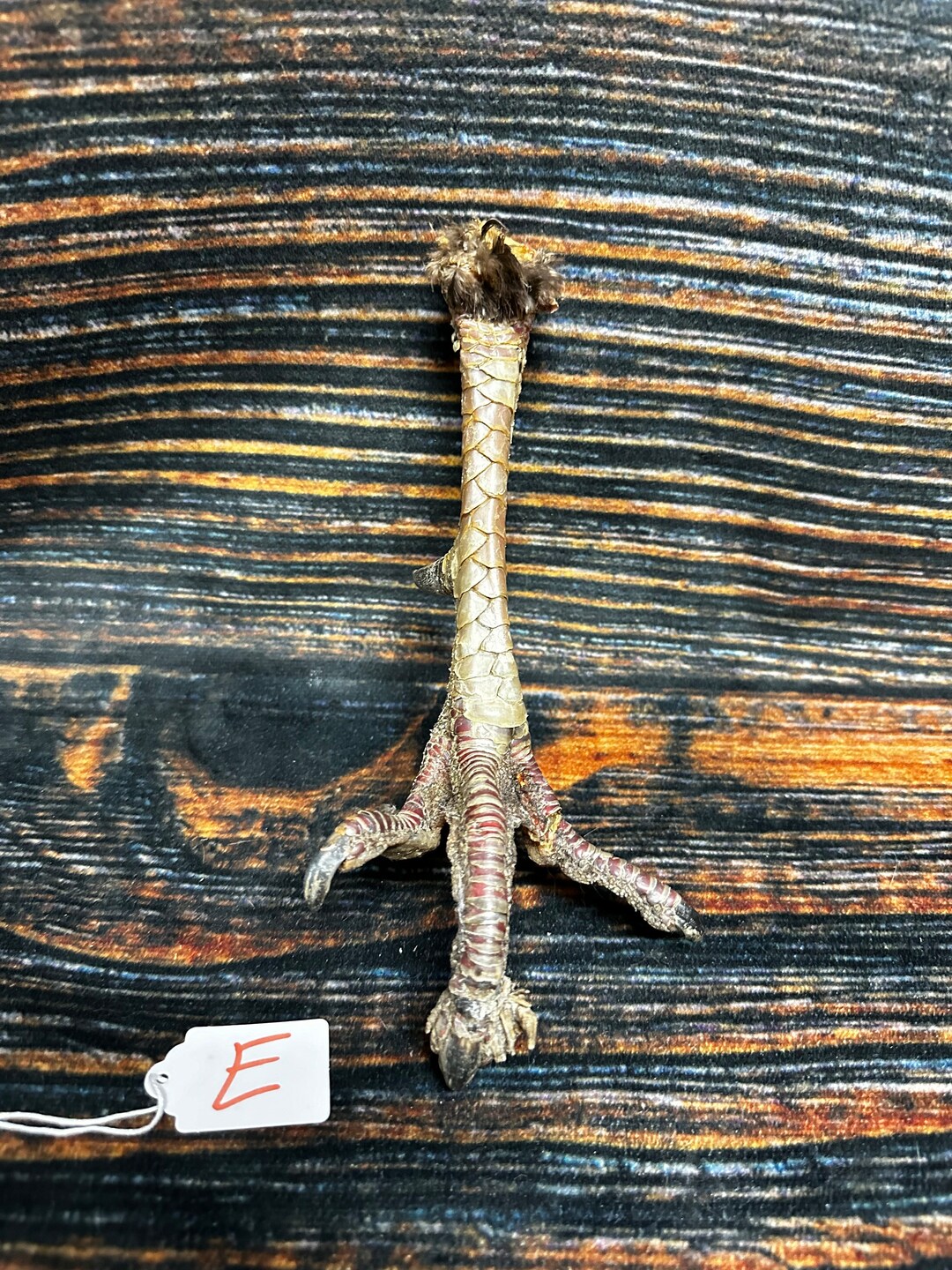 Real Wild Turkey Foot Taxidermy Mount Art Feet Voodoo Unique Christmas ...