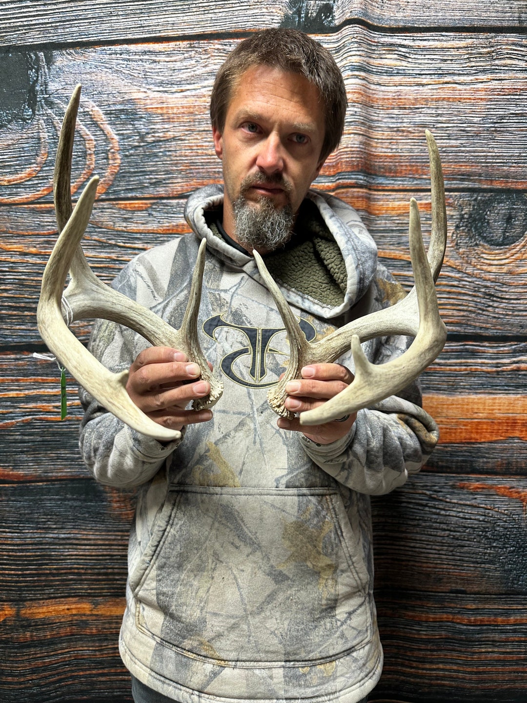 Trophy Wild 9 Point Whitetail Deer Shed Antler Rattling Horn Unique ...