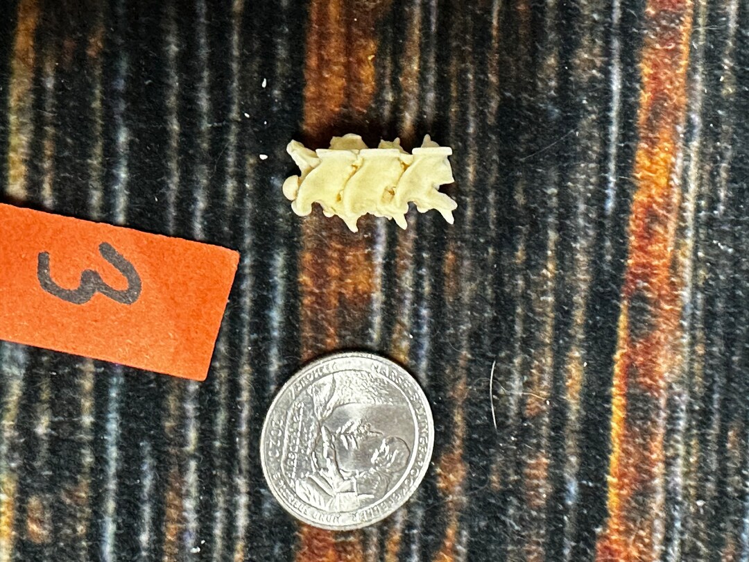 Real Fuzed Rattlesnake Vertebrae Bone Gothic Voodoo Witchcraft Craft ...