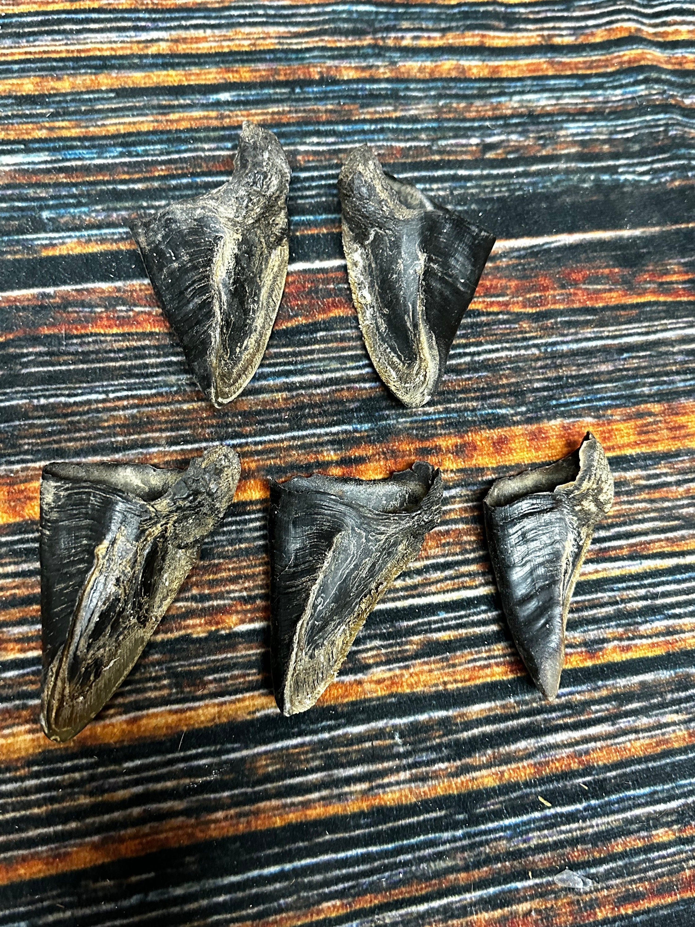 5 Real Elk Hooves Foot Native American Beads Art Craft Supply ...