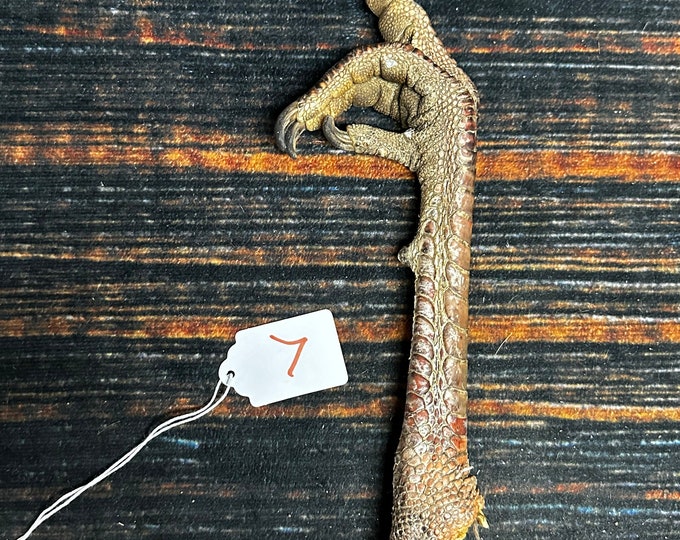 Real Wild Turkey Foot Taxidermy Mount Art Feet Voodoo Unique Christmas ...
