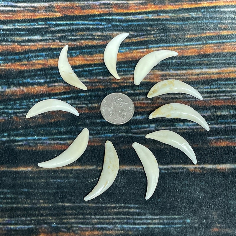 Canine Skull Real Bone - Etsy