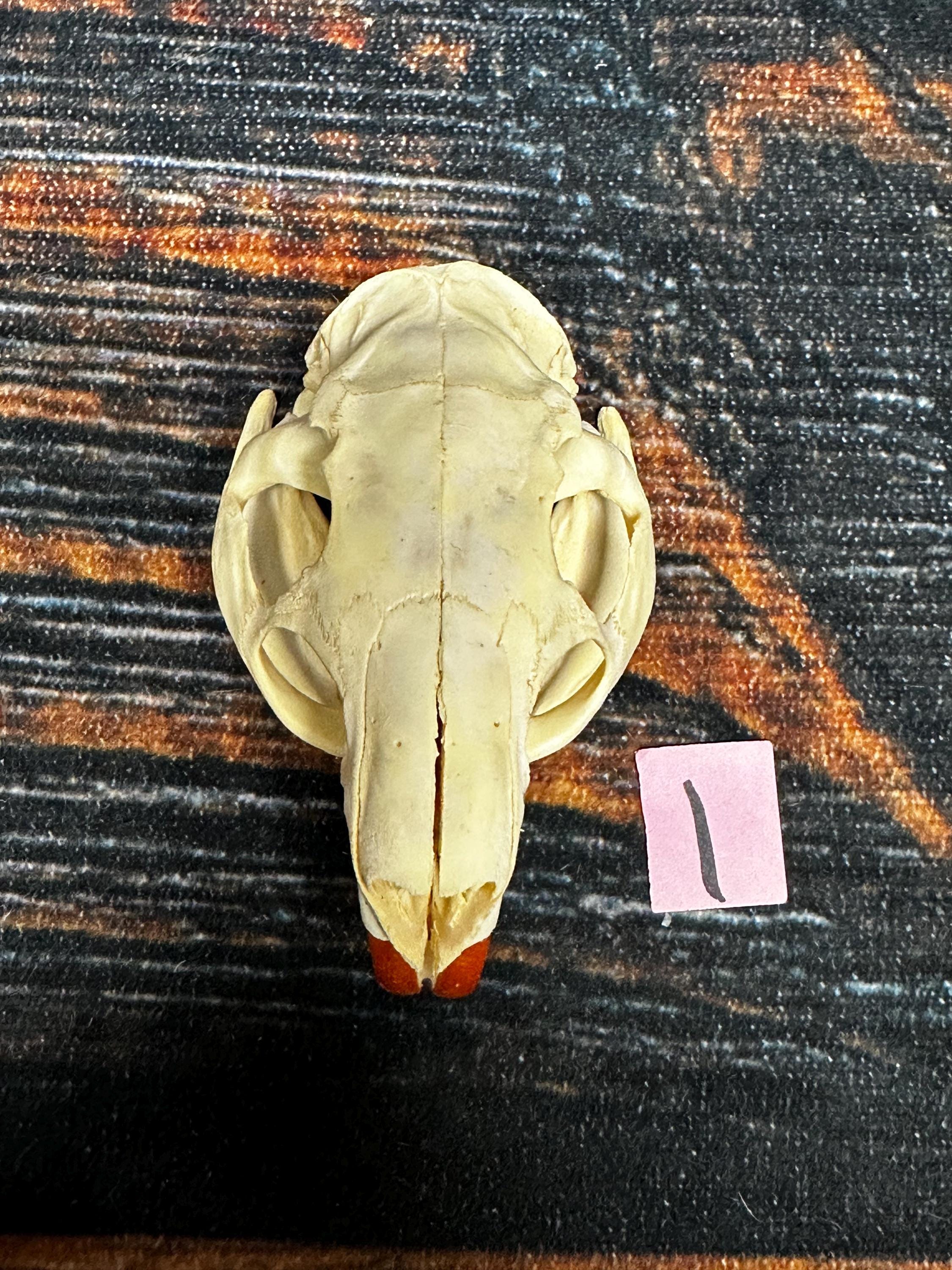 Real XXL Nutria Skull Gothic Unique Christmas Gift Halloween Cabin Man ...