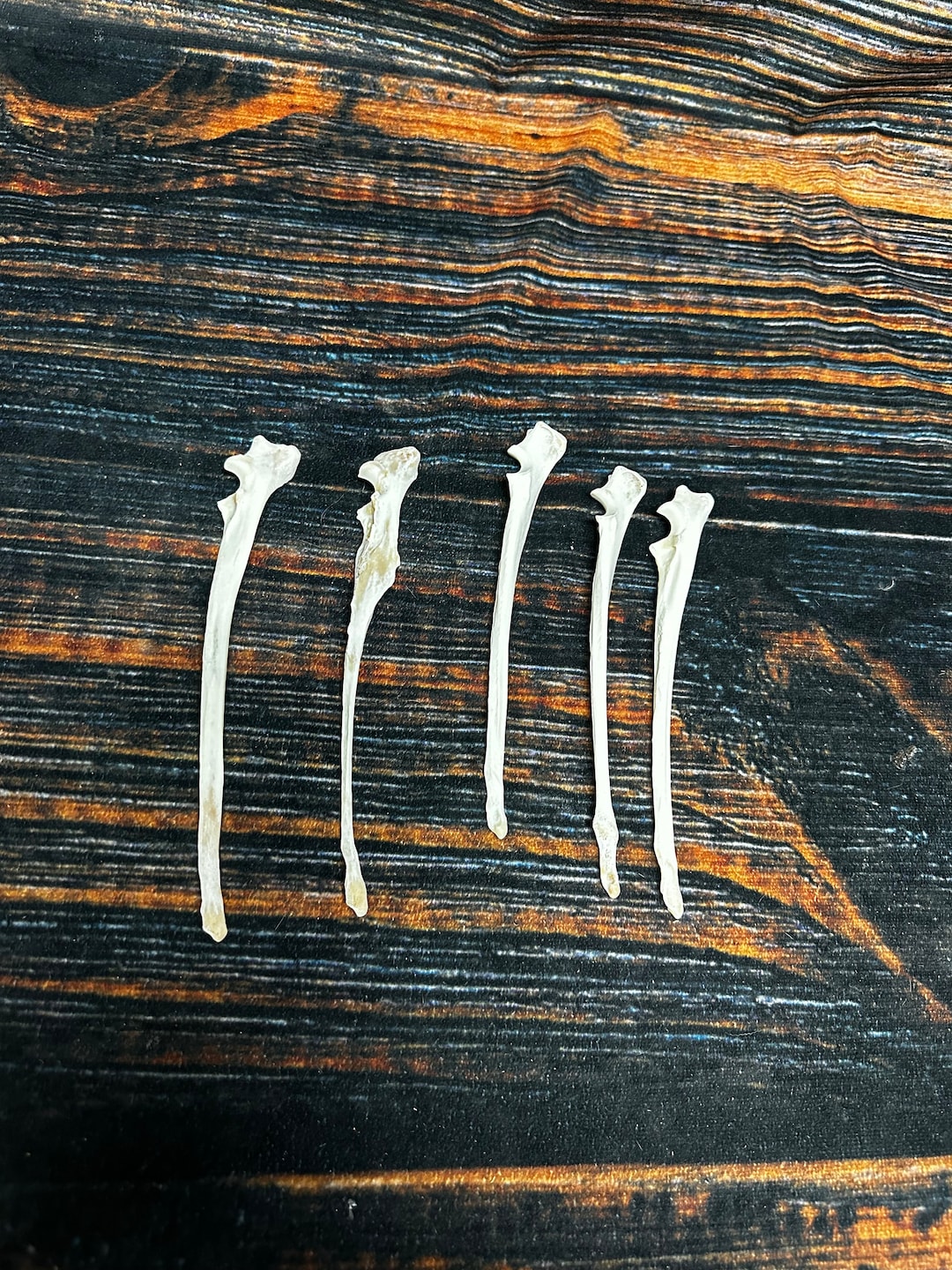5 Real Coyote Leg Bones Mountain Man Craft Skulls Jewelry Earring ...