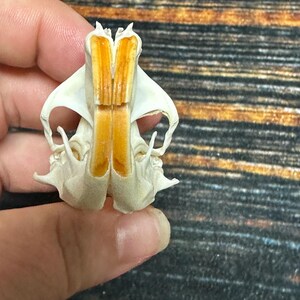 Real XL Pocket Gopher Skull Animal Mount Unique Birthday Gift Art ...