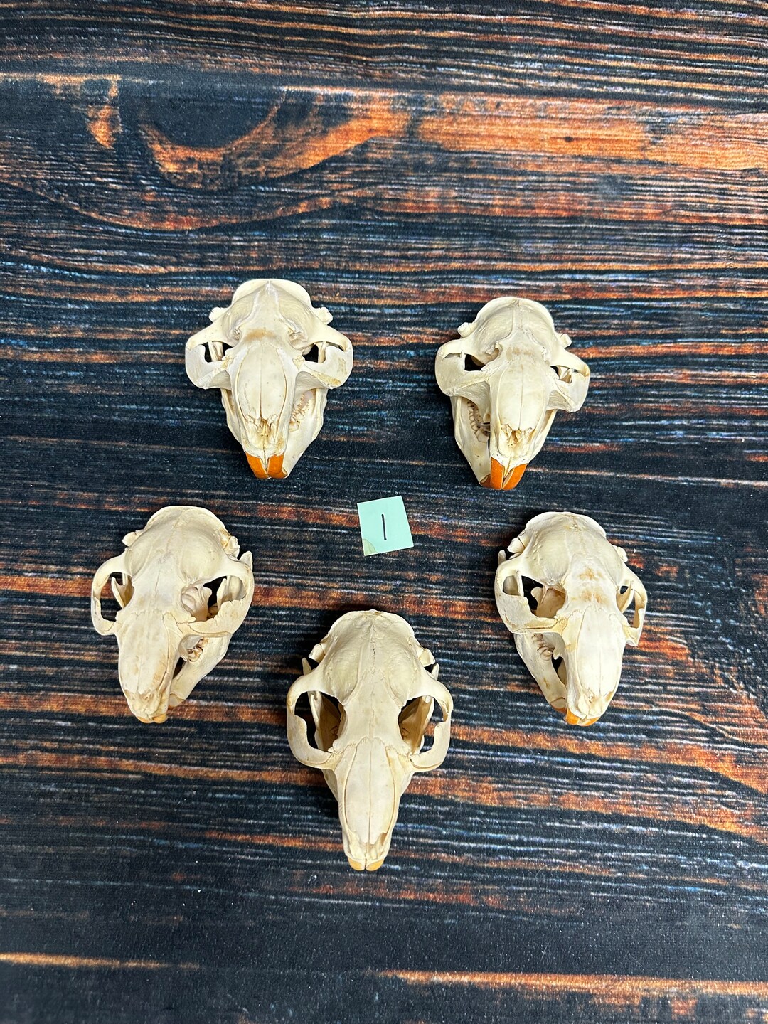 5 Real Beaver Skulls Mount Unique Christmas Gift Man Cave Cabin Western ...