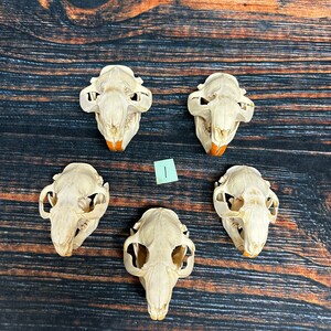 5 Real Beaver Skulls Mount Unique Christmas Gift Man Cave Cabin Western ...