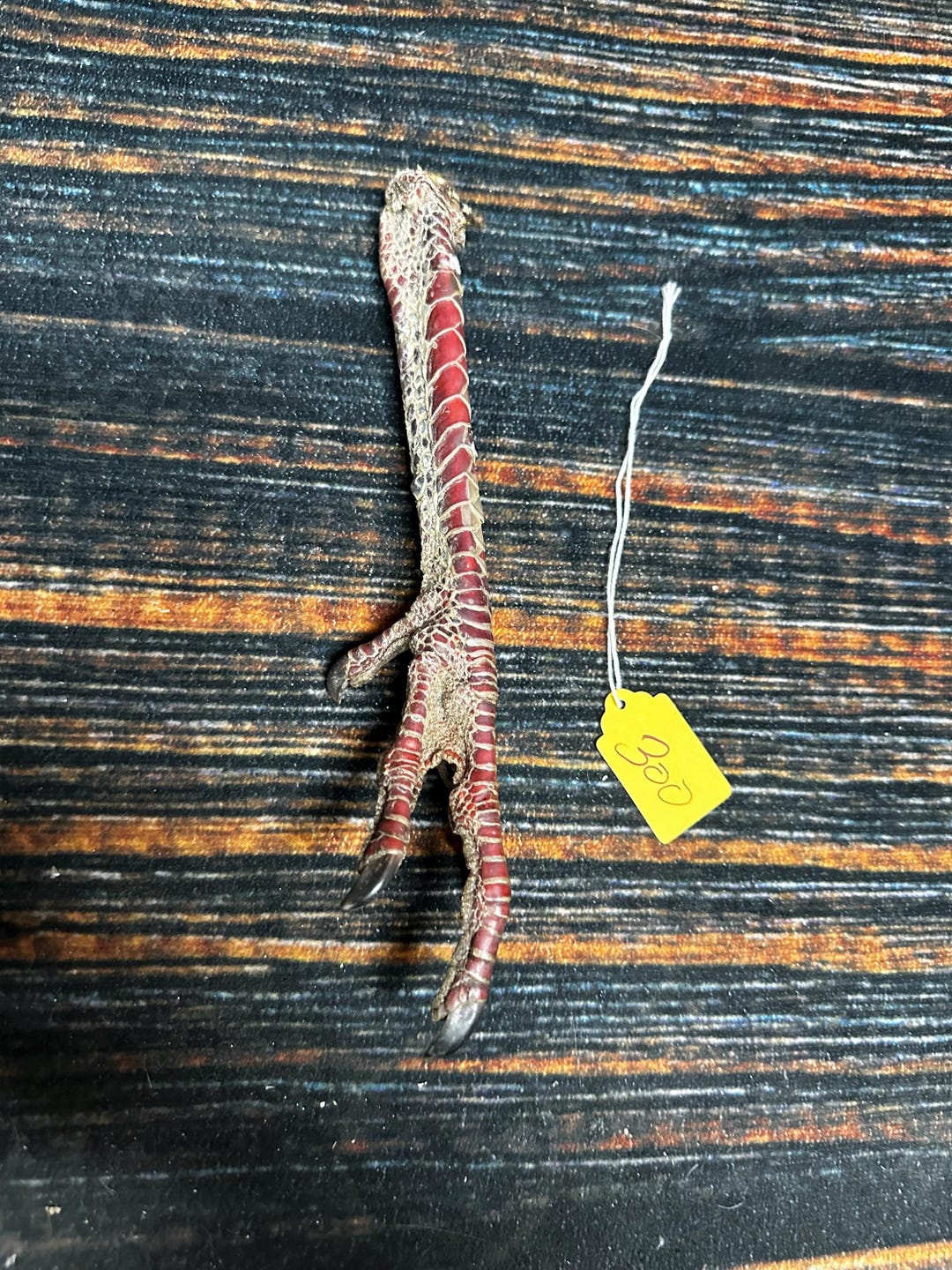 Real Wild Turkey Foot Taxidermy Mount Art Feet Voodoo Unique Christmas ...