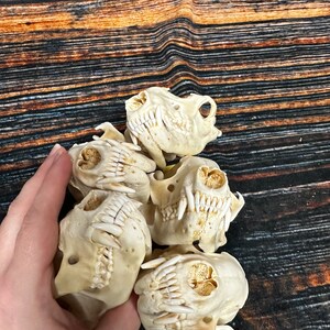5 Real Raccoon Skulls Heads Bone Educational Model Garden Decor ...
