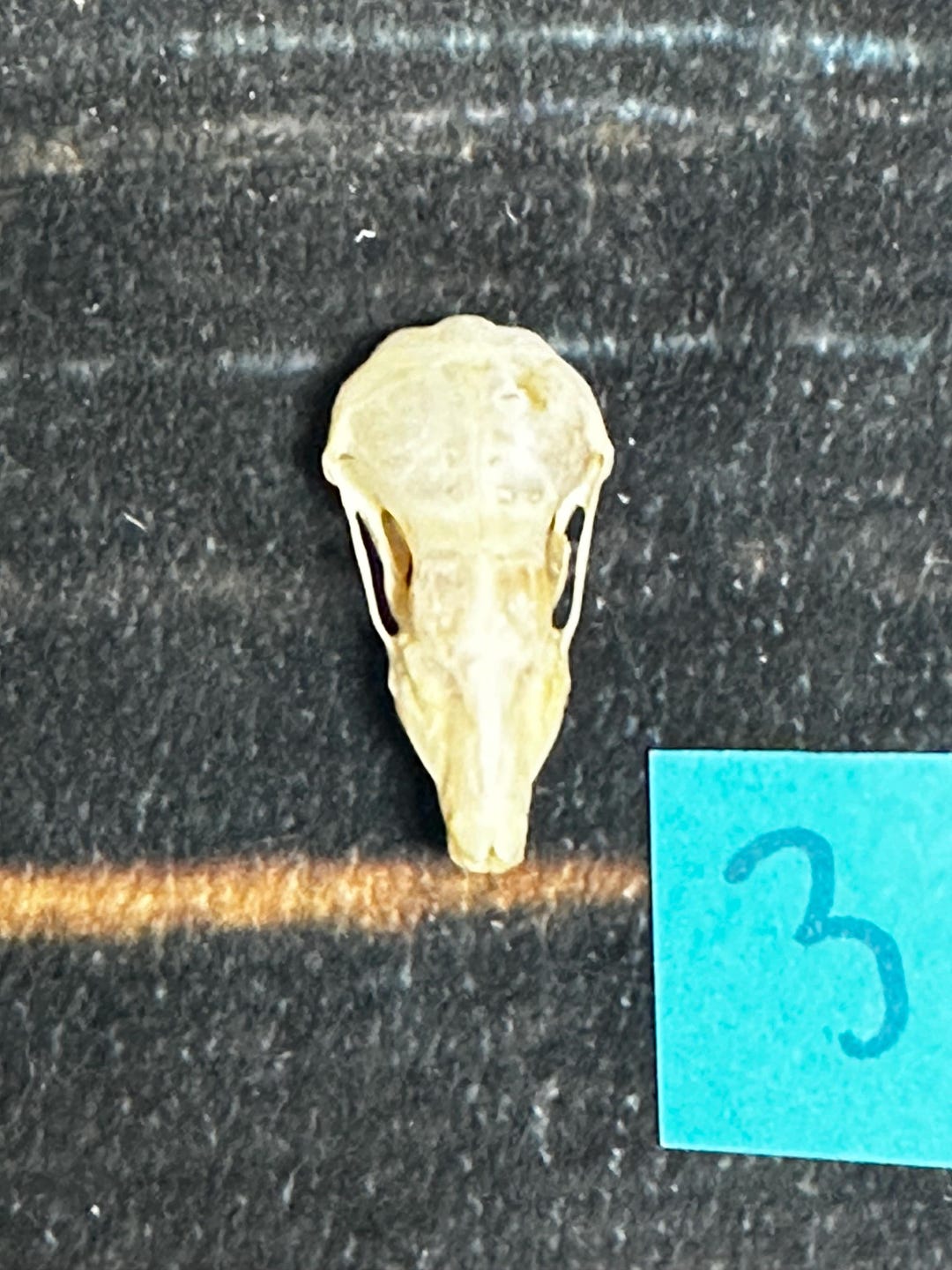 Odd Real XL Mole Skull Animal Bone Unique Christmas Gift Collection ...