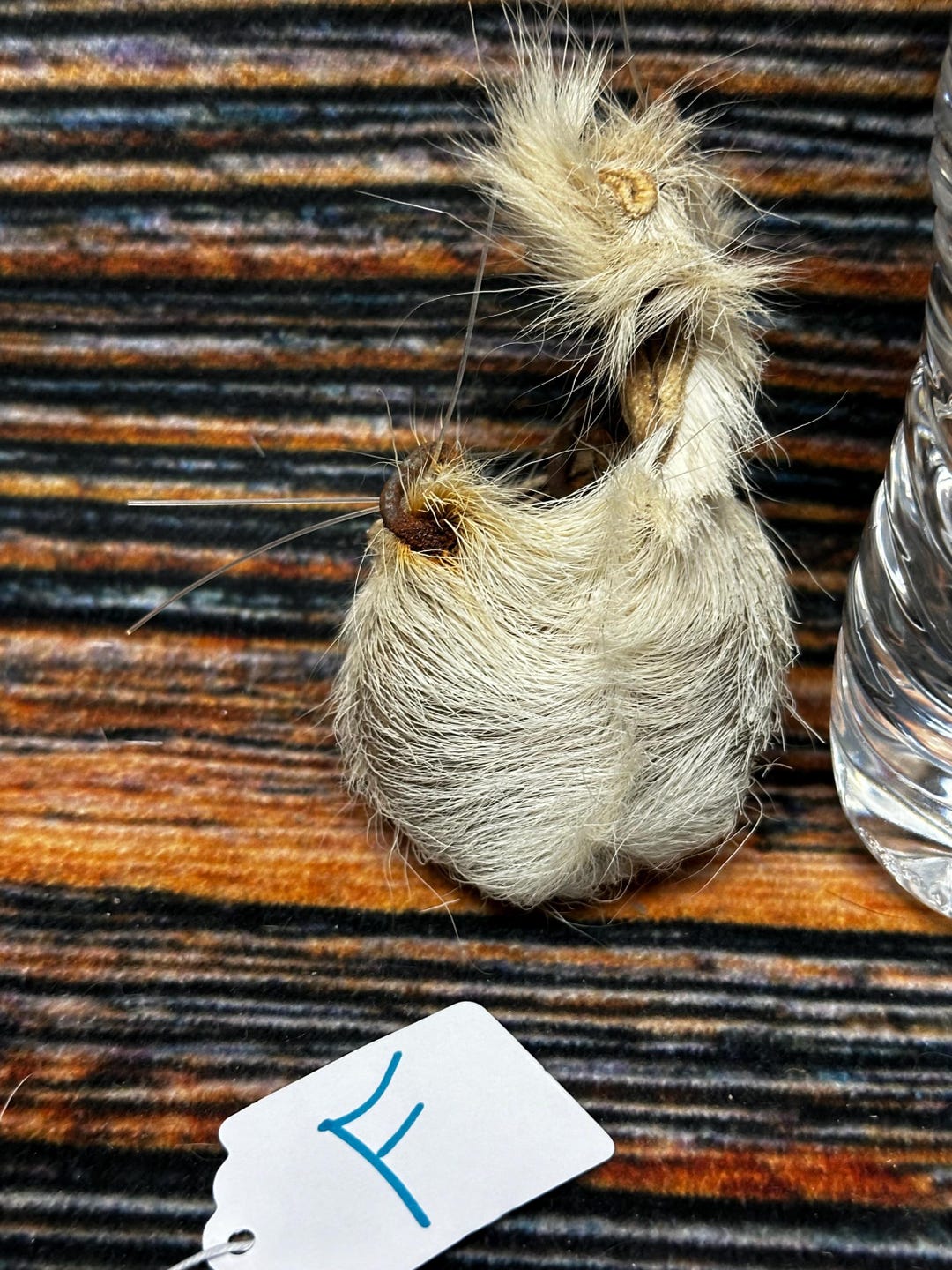 Mule Deer Scrotum Real Bison Ball Bag Oddity Nutsack Gag Gift Winter ...