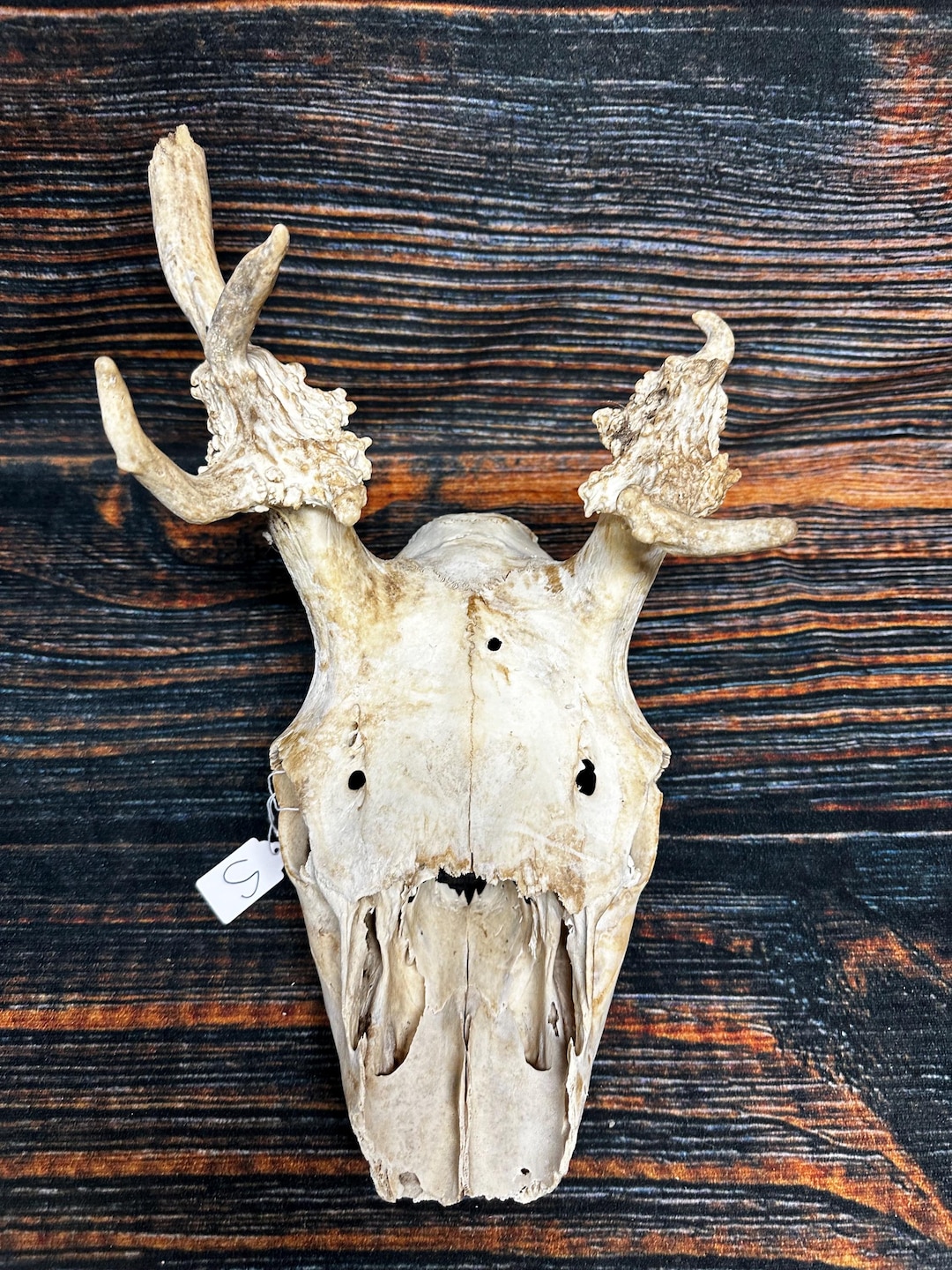 Wild Elk Skull Bull Antler Mount Horn Bone Head Unique Christmas Gift ...