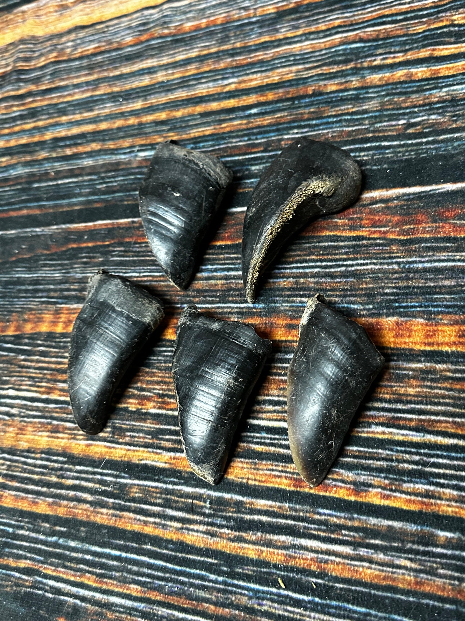 5 Real Elk Hooves Foot Native American Beads Art Craft Supply ...