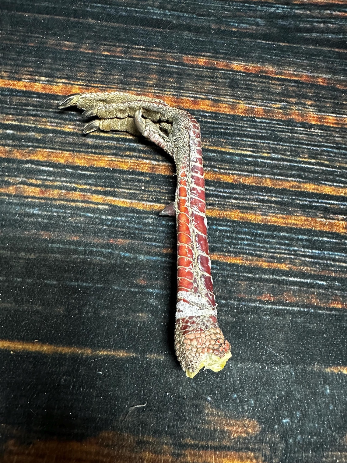 Real Wild Turkey Foot Taxidermy Mount Art Feet Voodoo Unique Christmas ...