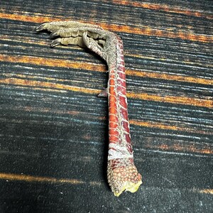 Real Wild Turkey Foot Taxidermy Mount Art Feet Voodoo Unique Christmas ...