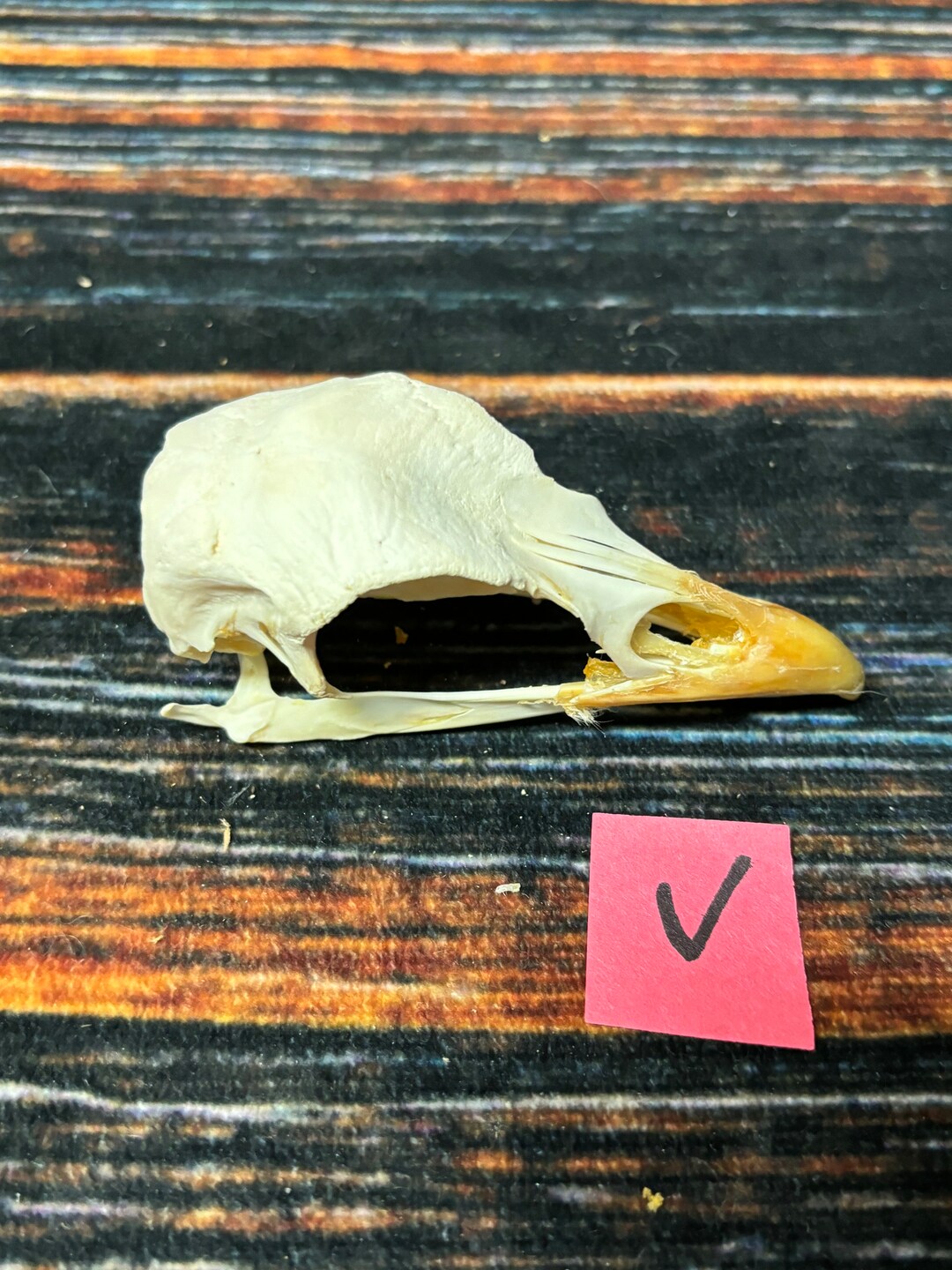 Real XL Turkey Skull Animal Fowl Unique Christmas Gift Art Bird Mount ...