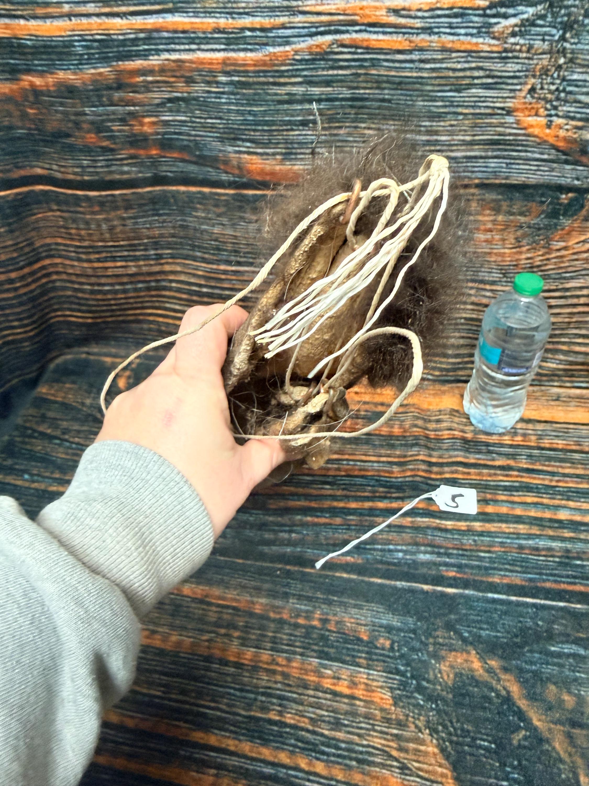 Buffalo Scrotum Real Bison Ball Bag Oddity Nutsack Gag Gift Winter Bag ...
