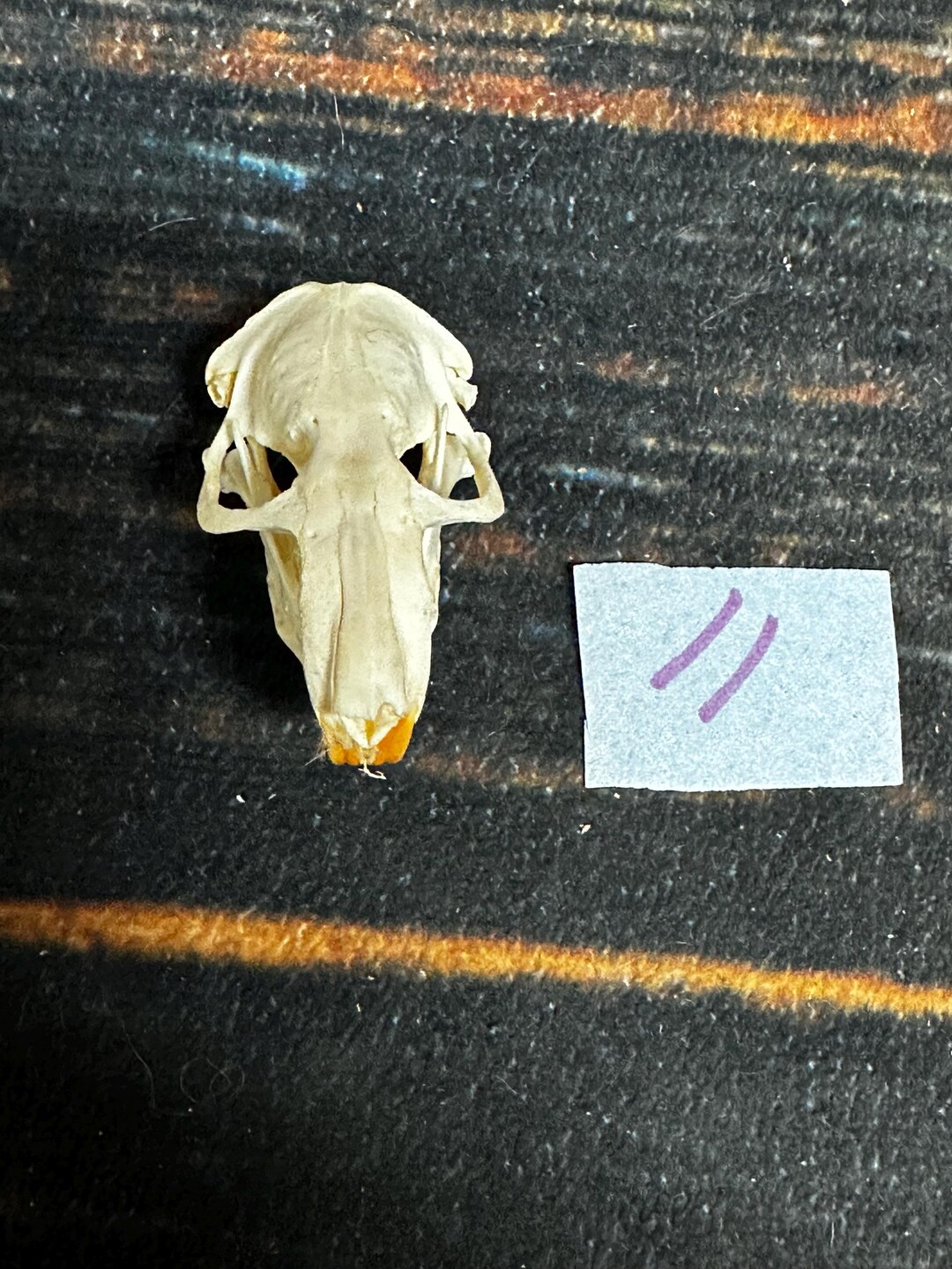 Real XL Pocket Gopher Skull Animal Mount Unique Birthday Gift Art ...