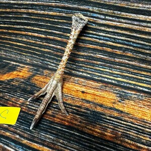 Real Wild Turkey Foot Taxidermy Mount Art Feet Voodoo Unique Christmas ...