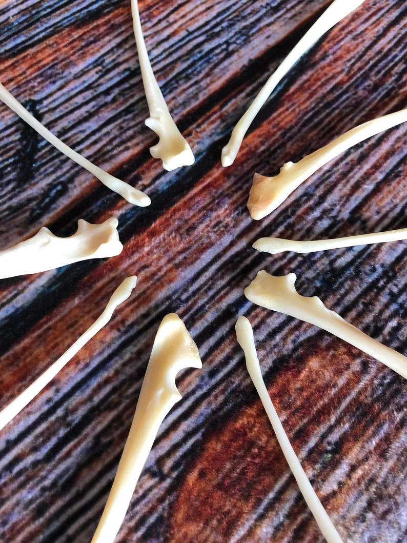 10 Real Red Fox Leg Bones Art Craft Supply Jewelry Earring - Etsy