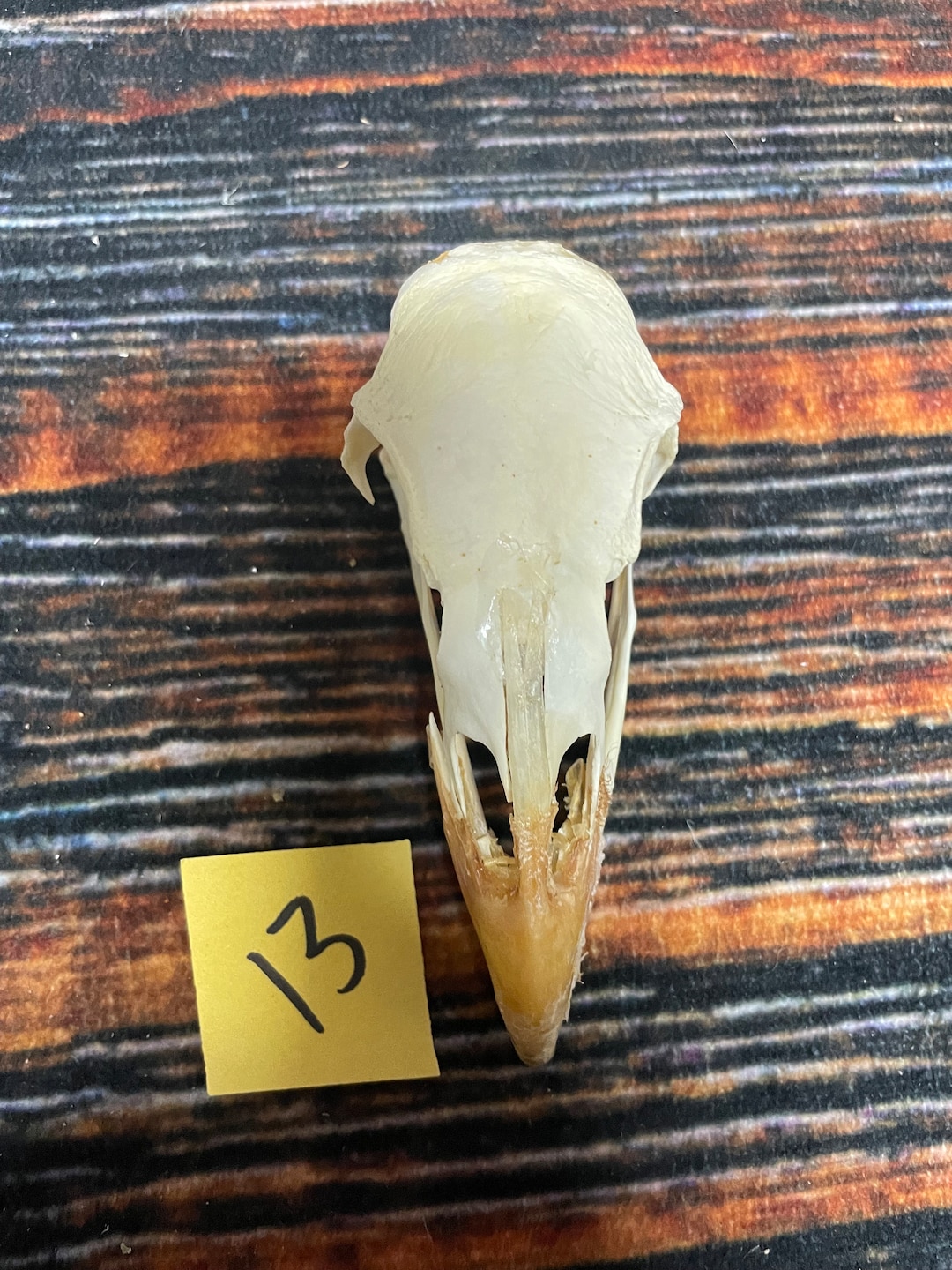 Real XL Turkey Skull Animal Fowl Unique Christmas Gift Art Bird Mount ...