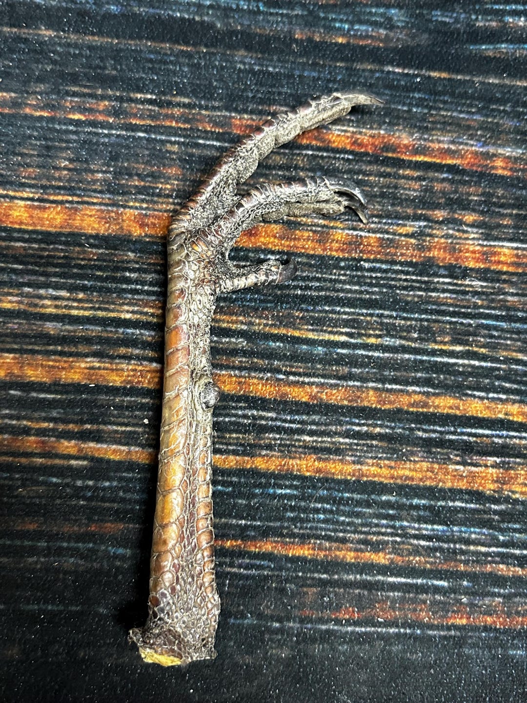 Real Wild Turkey Foot Taxidermy Mount Art Feet Voodoo Unique Christmas ...