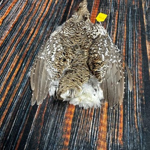 Real South Dakota Grouse Skin Feather Millinery Bustle Western Decor ...