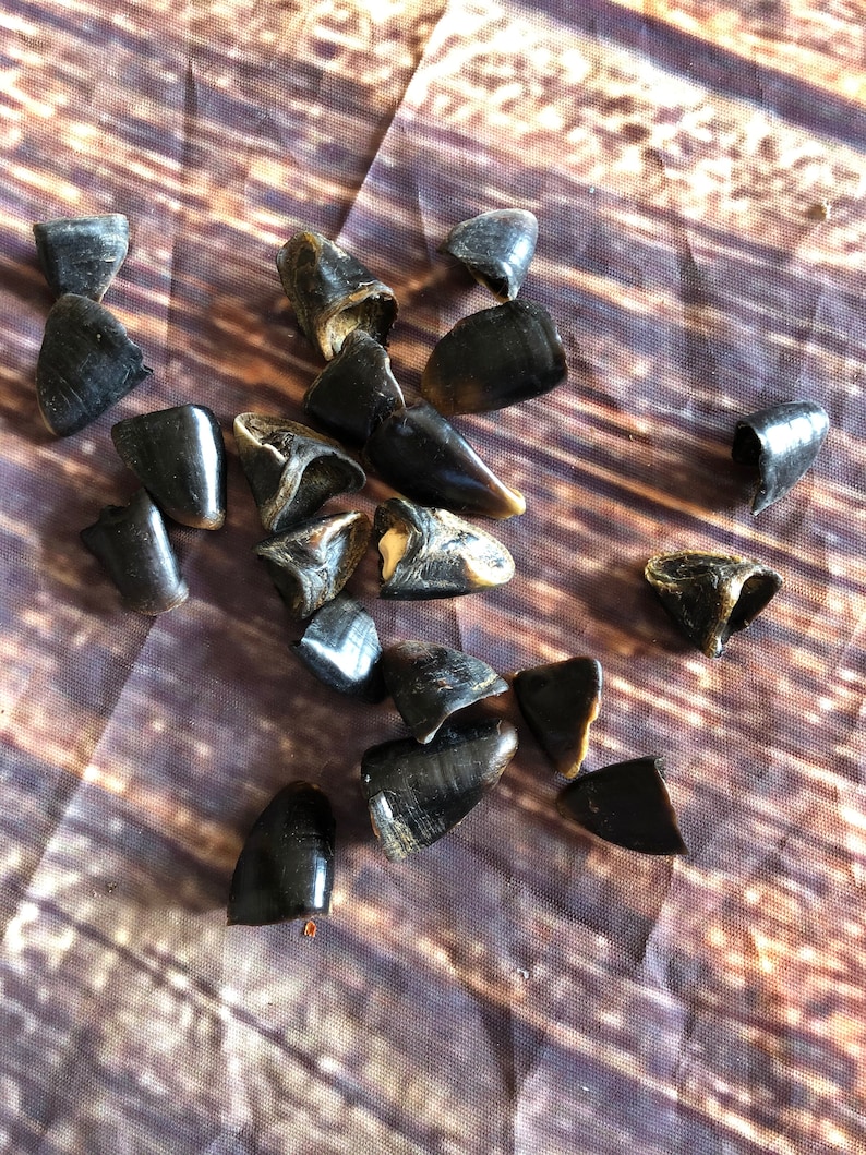 20 Real Deer Dew Claws Hooves Foot Native American Beads Art Craft ...