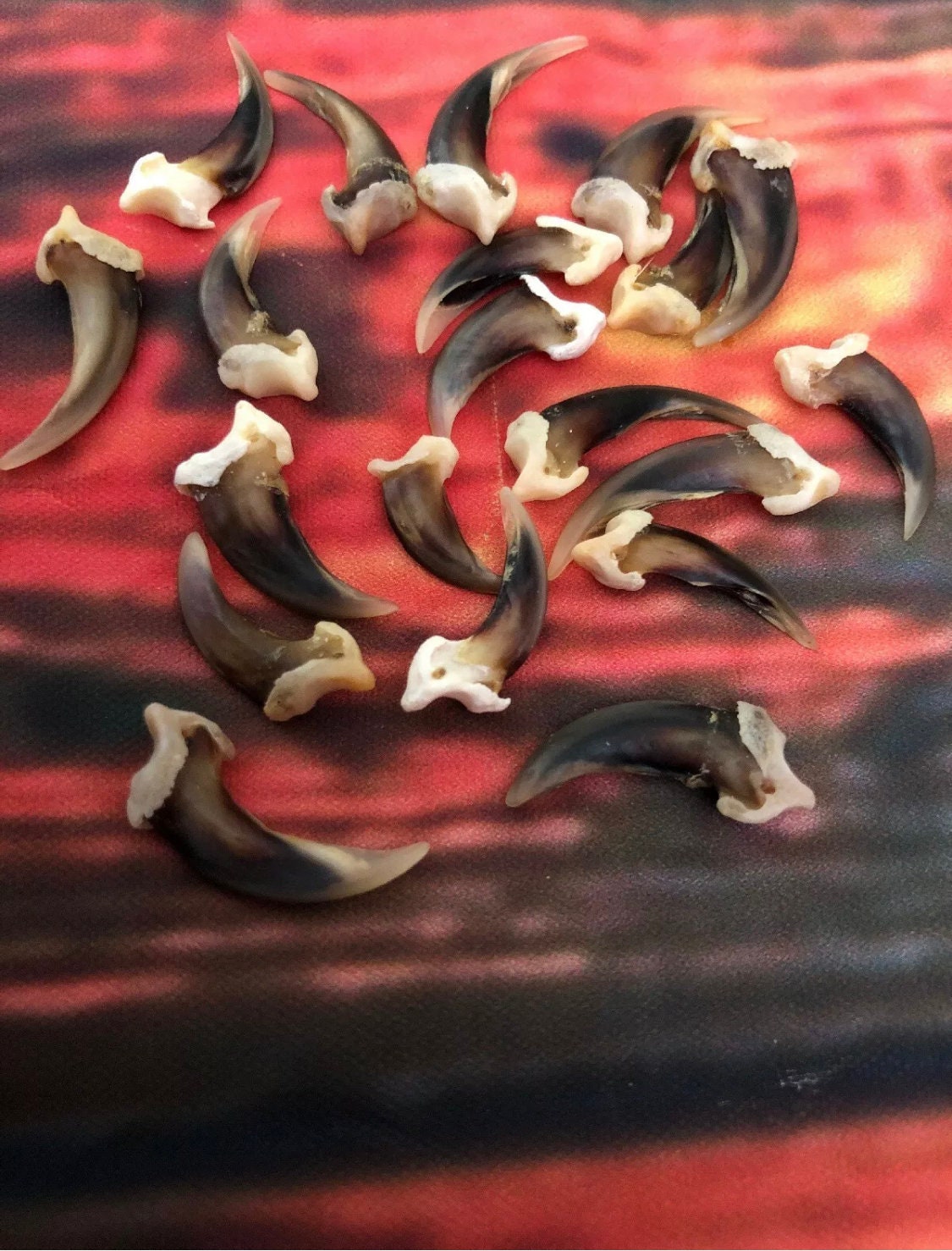 20 Real Red Fox Claws Mountain Man Western Art Craft Supply | Etsy