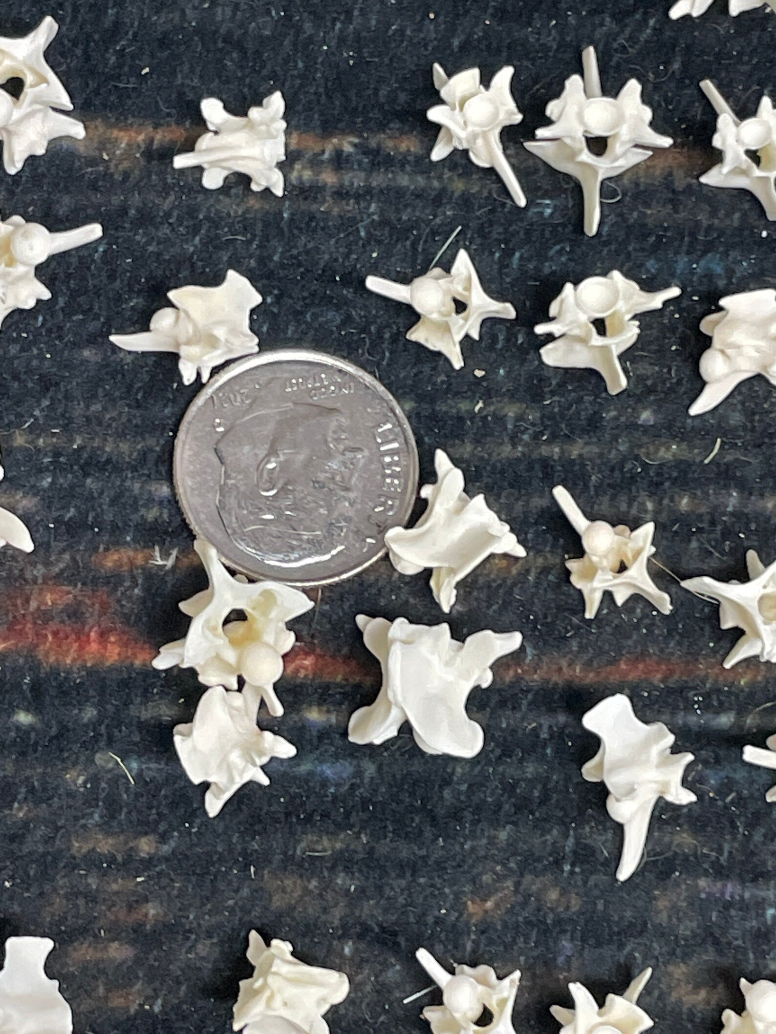 100 Real Rattlesnake Vertebrae Vertebrea Bone Gothic Voodoo - Etsy