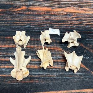 6 Real Animal Vertebrae Bone Gothic Voodoo Witchcraft Craft Art Beads ...