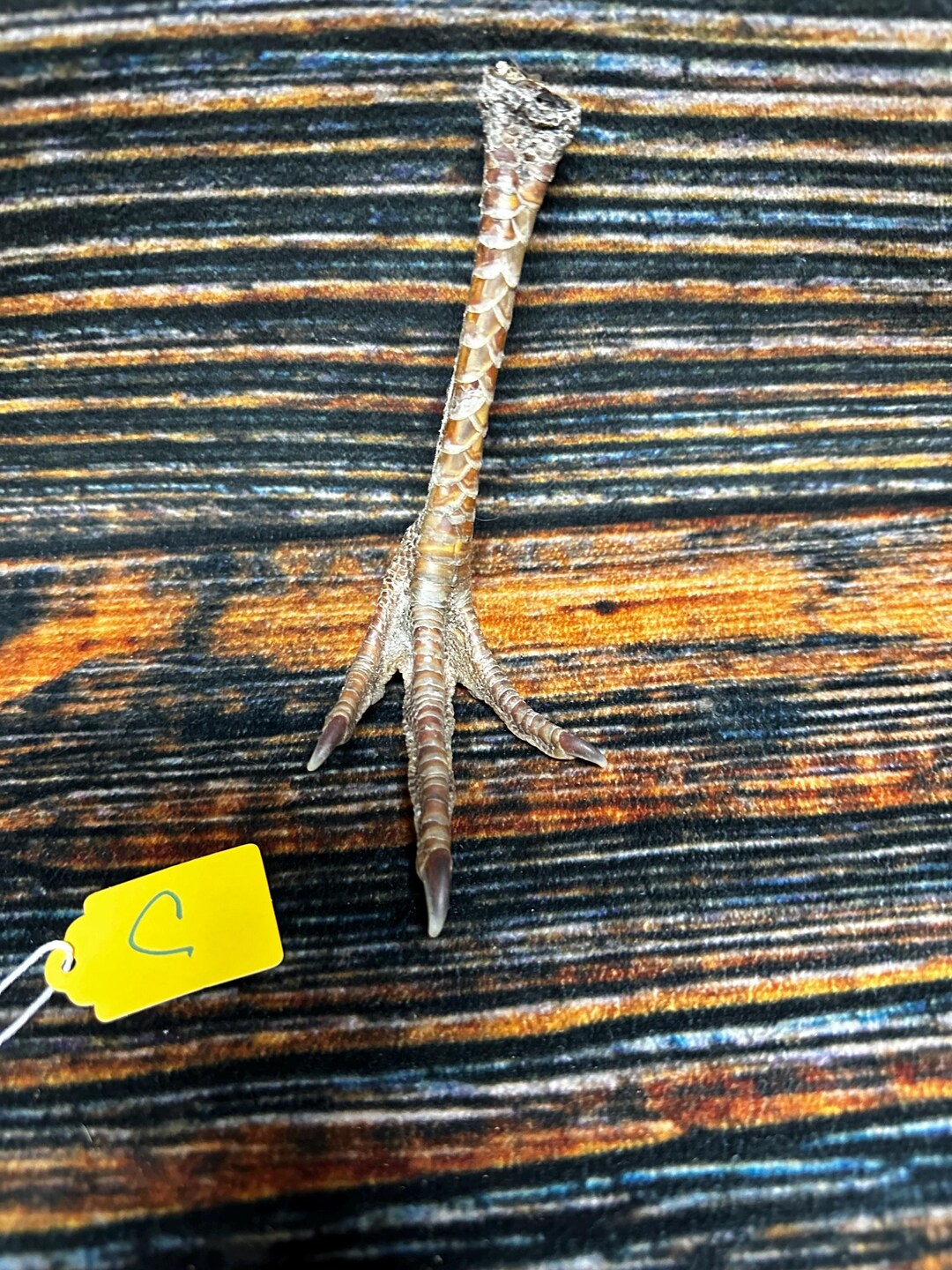 Real Wild Turkey Foot Taxidermy Mount Art Feet Voodoo Unique Christmas ...