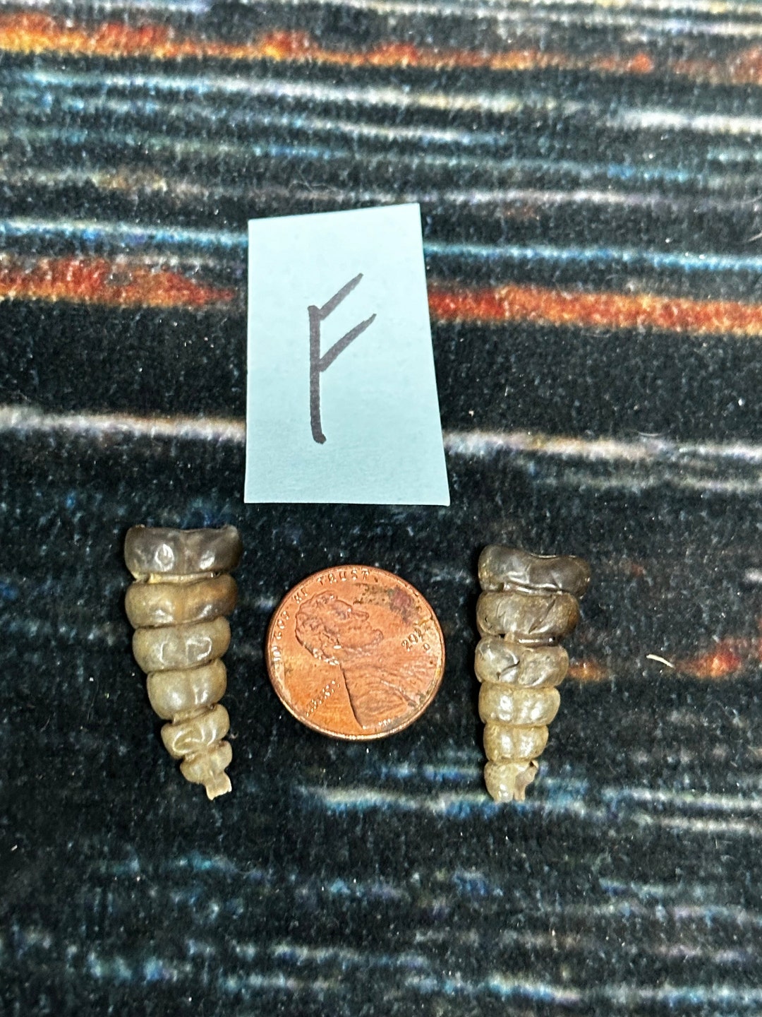 2 REAL Rattlesnake Rattles Prairie Rattler Skin Jewelry Art Craft ...