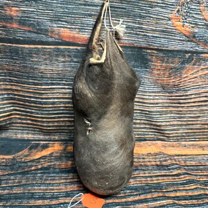XXXL BULL Scrotum Oddities HUGE Ball Bag Unique Gift Odd Nut Sack Black ...