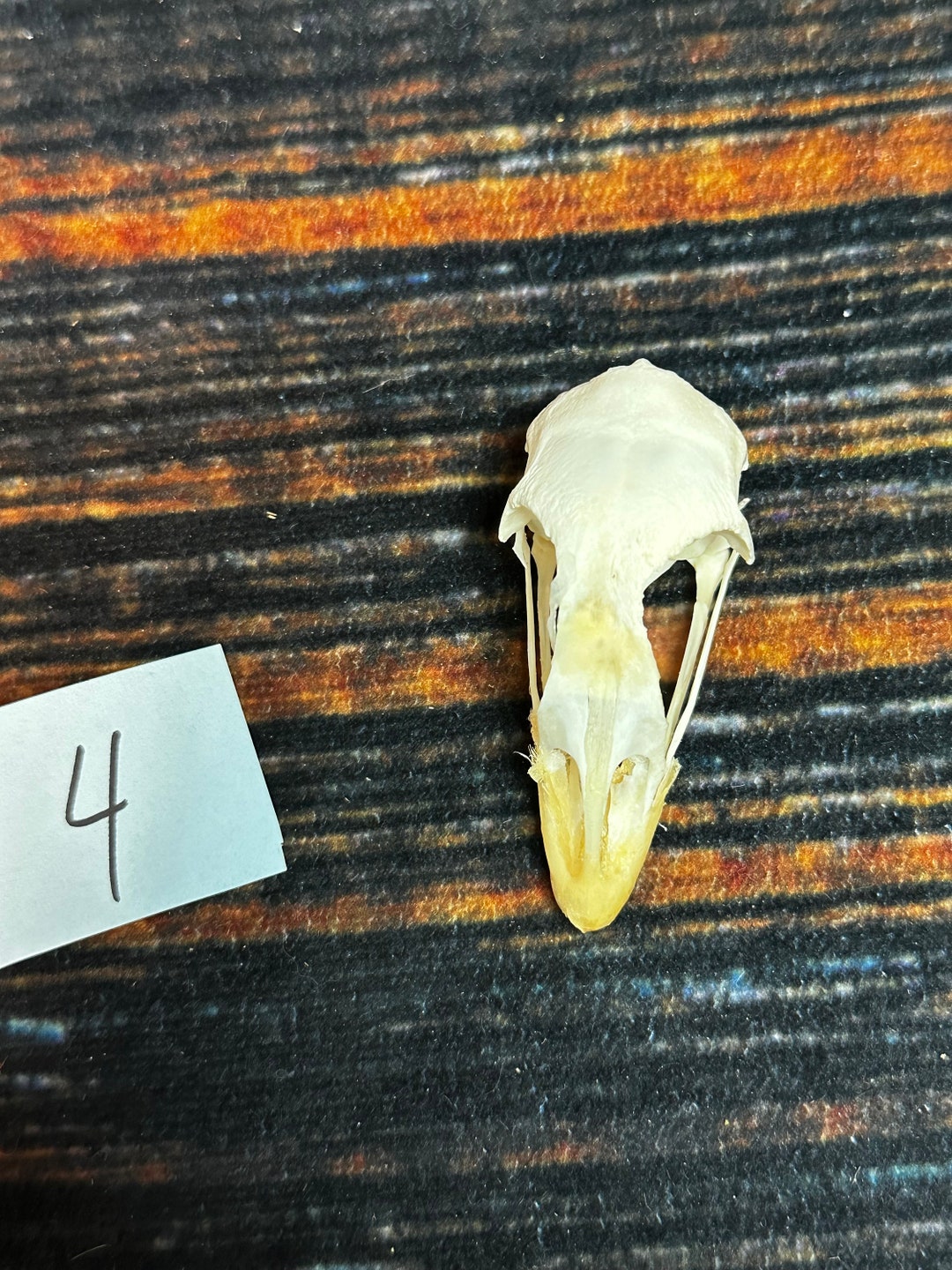 Real XL Chicken Skull Animal Mount Bone Fowl Halloween Decoration ...