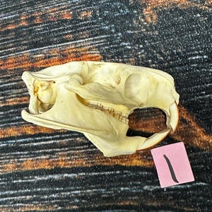 Real XXL Nutria Skull Gothic Unique Christmas Gift Halloween Cabin Man ...