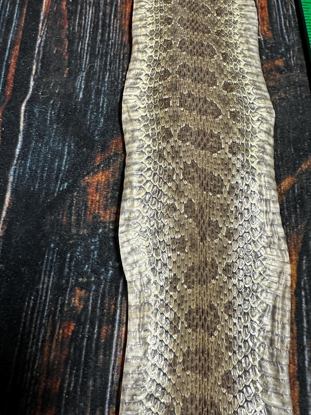 REAL Rattlesnake Skin Prairie Rattler Hide Dry Tanned Bow Wrap Blank ...