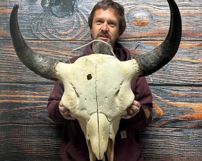 Real American Bison Buffalo Skull Western Yard Decor Art Craft Supplies ...