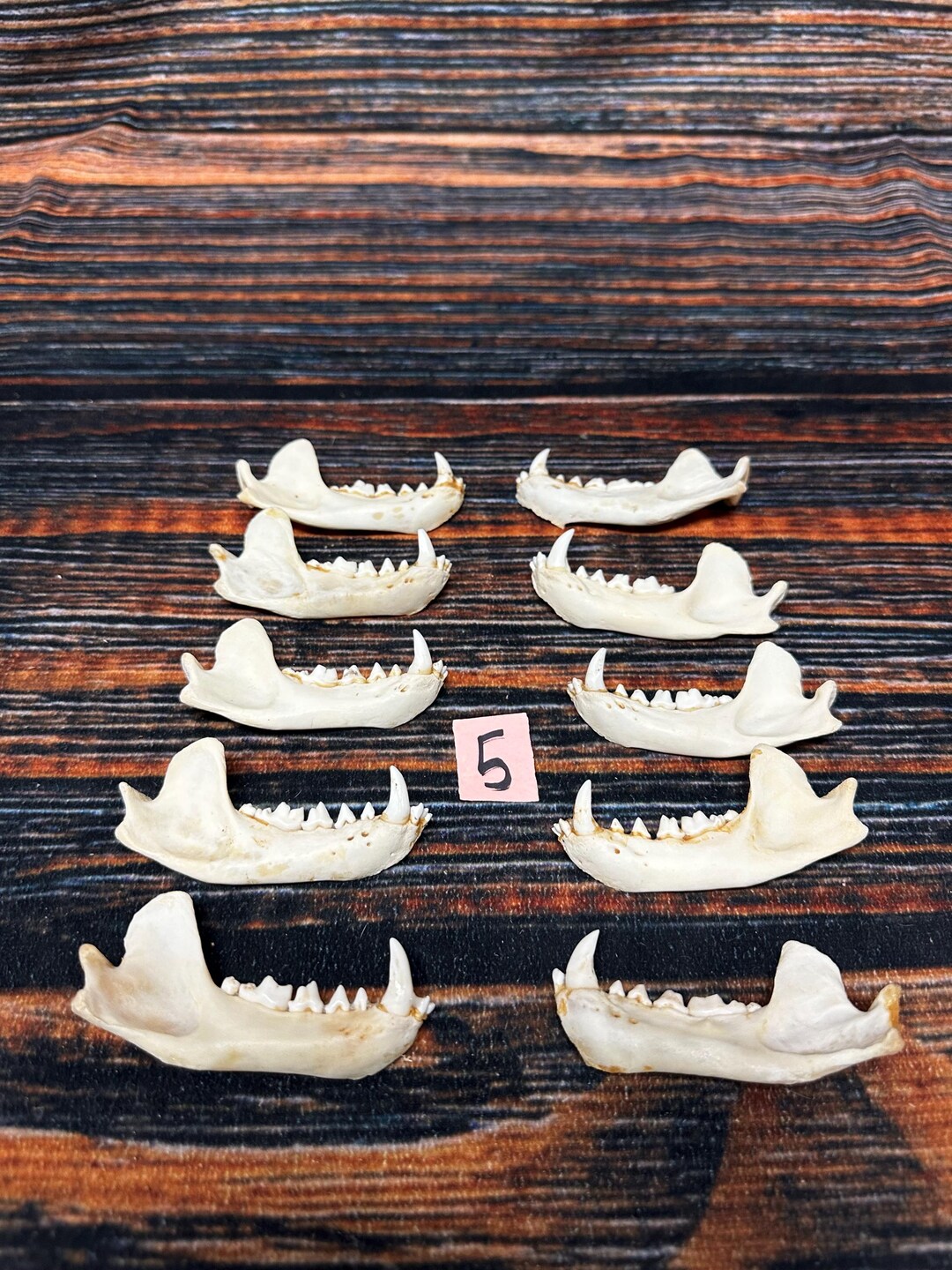 10 Real Badger Jaws KNIFE Handle Craft Art Supply Mountain Man She Shed ...