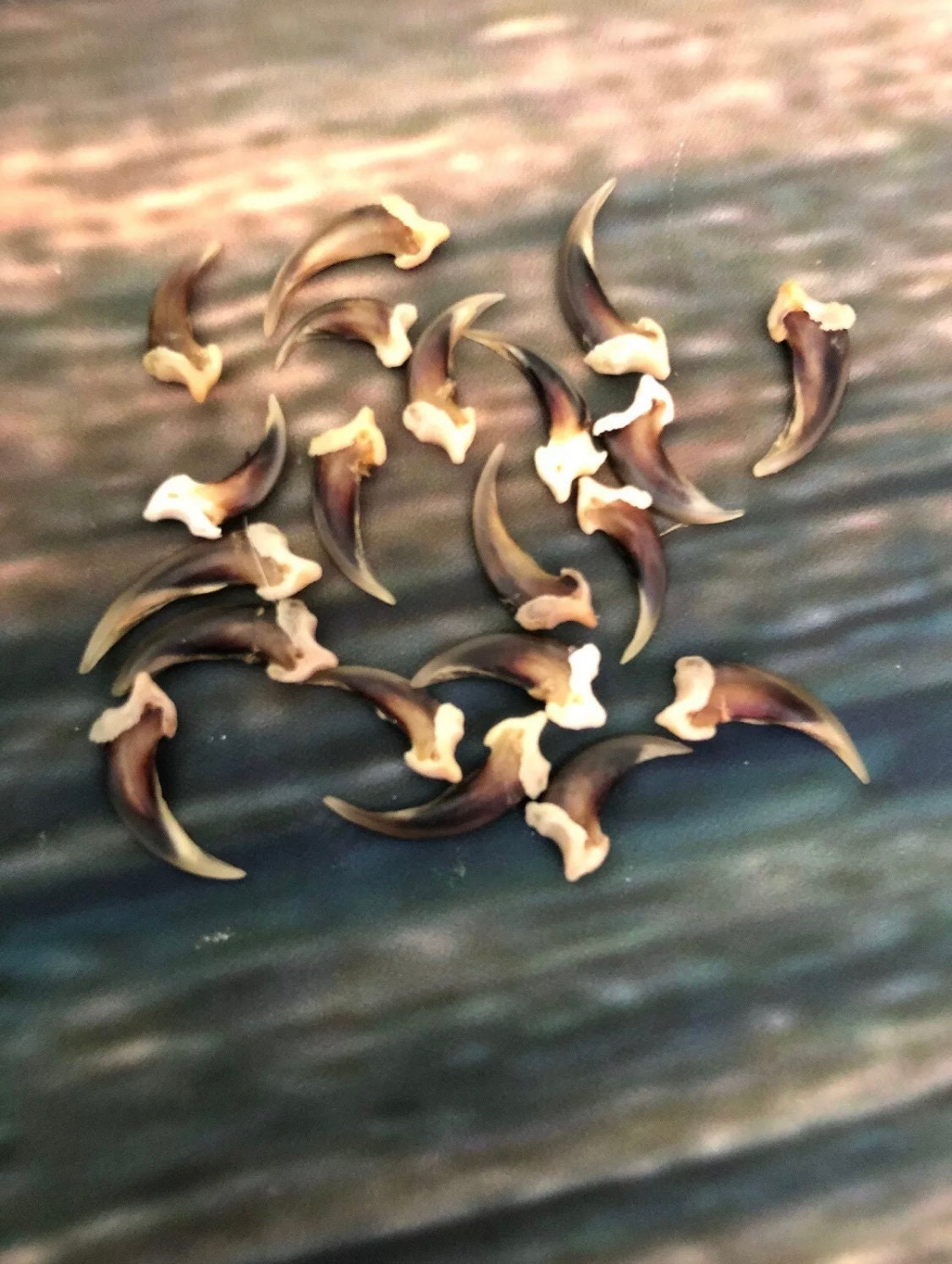 20 Real Red Fox Claws Mountain Man Western Art Craft Supply | Etsy