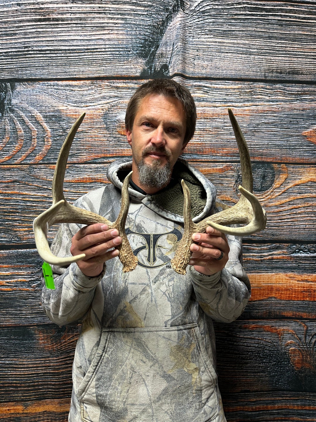 Trophy Wild 8 Point Whitetail Deer Shed Antler Rattling Horn Unique ...