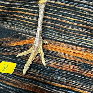 Real Wild Turkey Foot Taxidermy Mount Art Feet Voodoo Unique Christmas ...